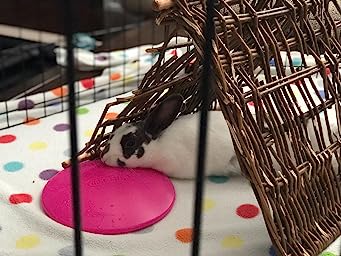 Ice Pod For Cooling Small Animals – Scratch and Newton