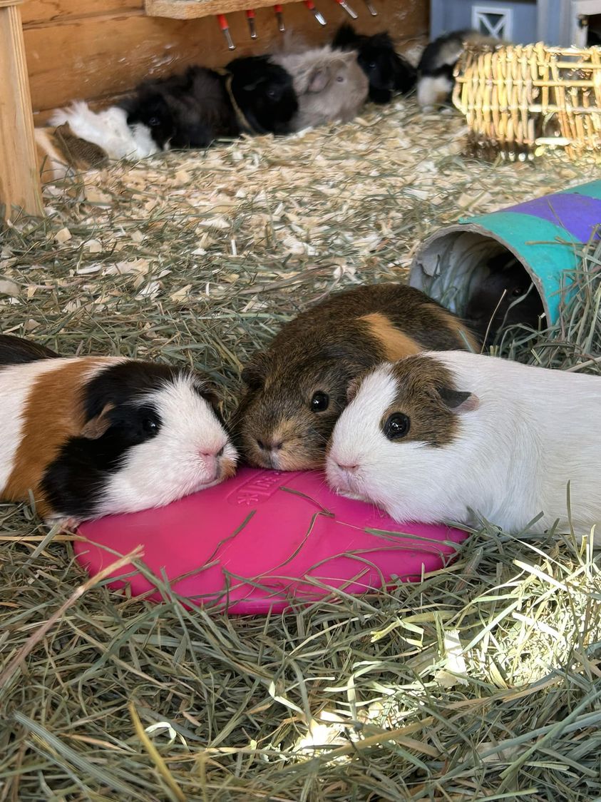 Ice Pod For Cooling Small Animals – Scratch and Newton