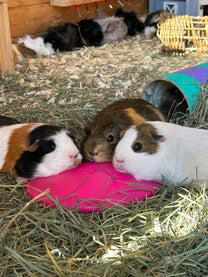 Ice Pod For Cooling Small Animals – Scratch and Newton