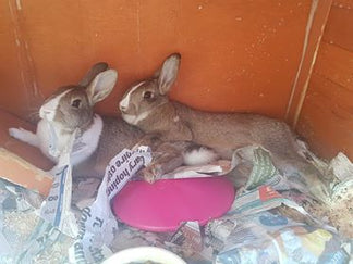 Ice Pod For Cooling Small Animals – Scratch and Newton