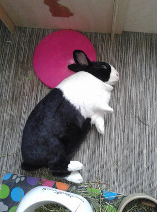 Ice Pod For Cooling Small Animals – Scratch and Newton