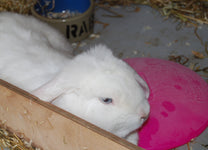 Ice Pod For Cooling Small Animals – Scratch and Newton