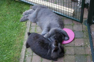 Ice Pod For Cooling Small Animals – Scratch and Newton