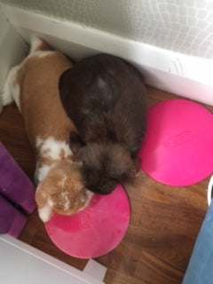 Ice Pod For Cooling Small Animals – Scratch and Newton