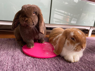 Ice Pod For Cooling Small Animals – Scratch and Newton